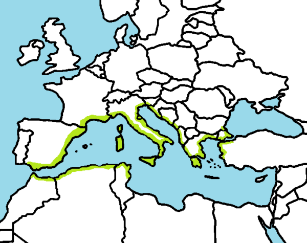 Jacobaea maritima « Angel Wings » – PlantaBox