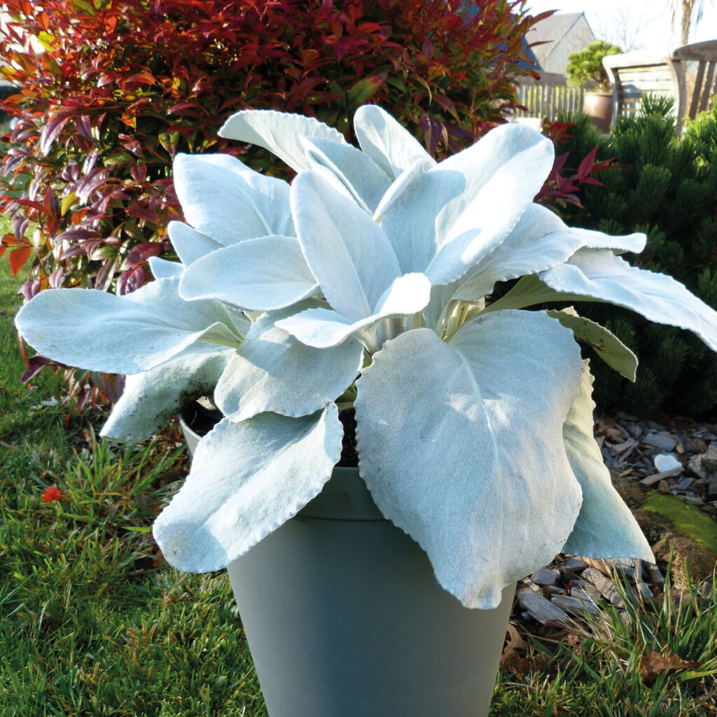 Jacobaea maritima « Angel Wings » – PlantaBox