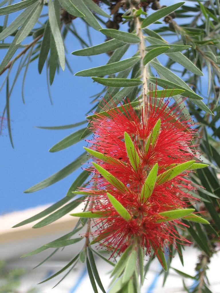 Callistemon rigidus – PlantaBox