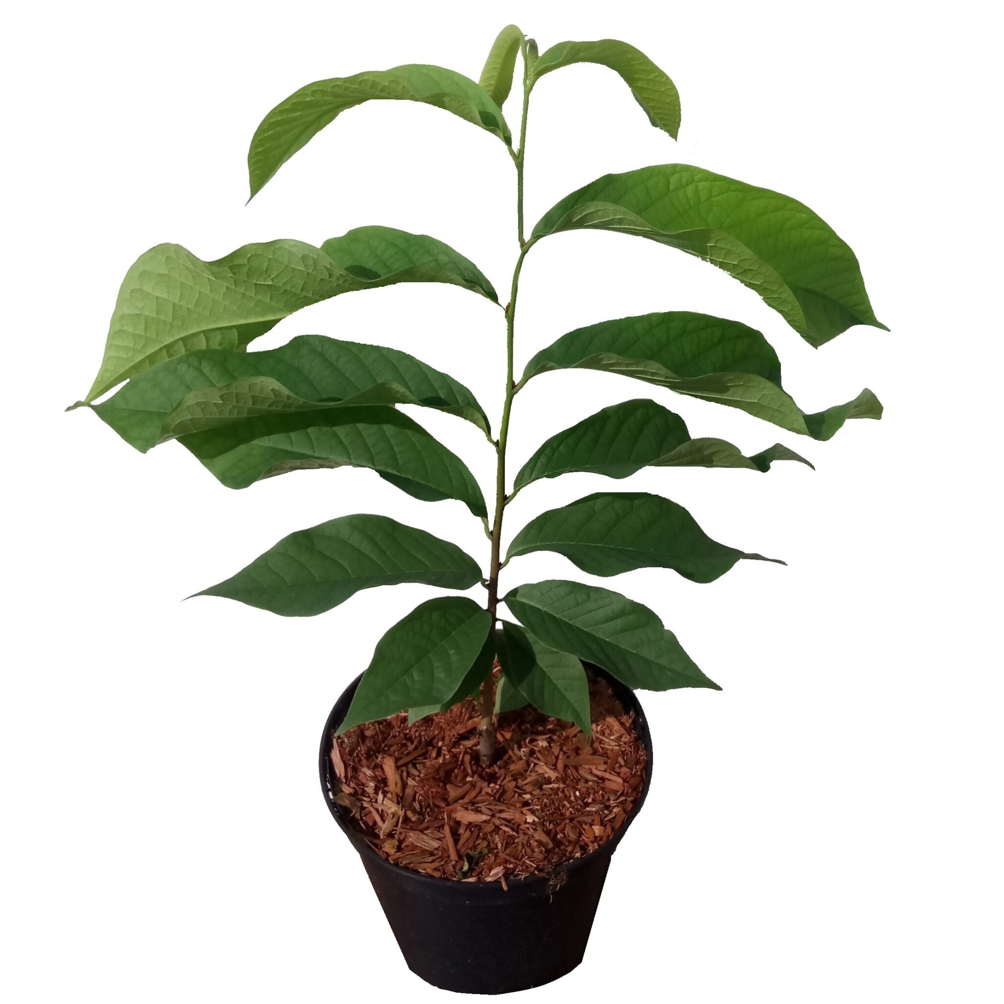 Fusain ailé (Euonymus alatus ‘Blade Runner’) – PlantaBox