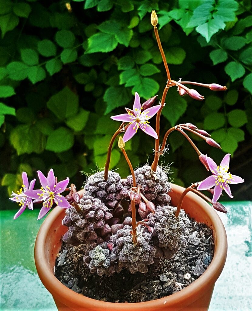 Anacampseros baeseckei – PlantaBox