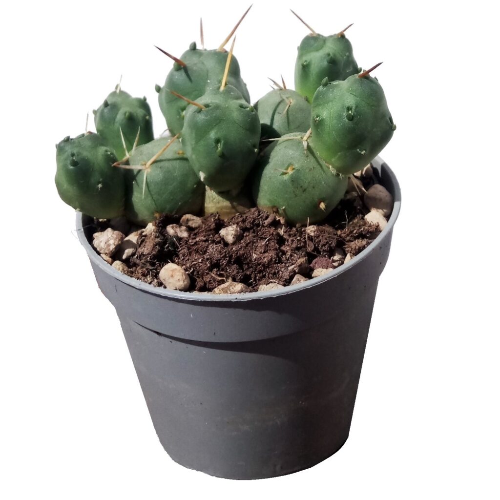 Puna incahuasi – PlantaBox