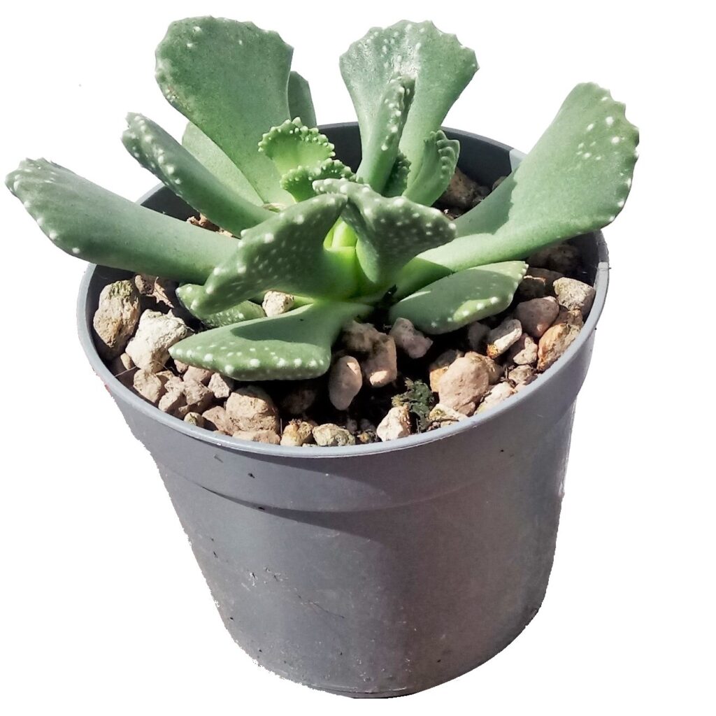 Aloinopsis malherbei – PlantaBox