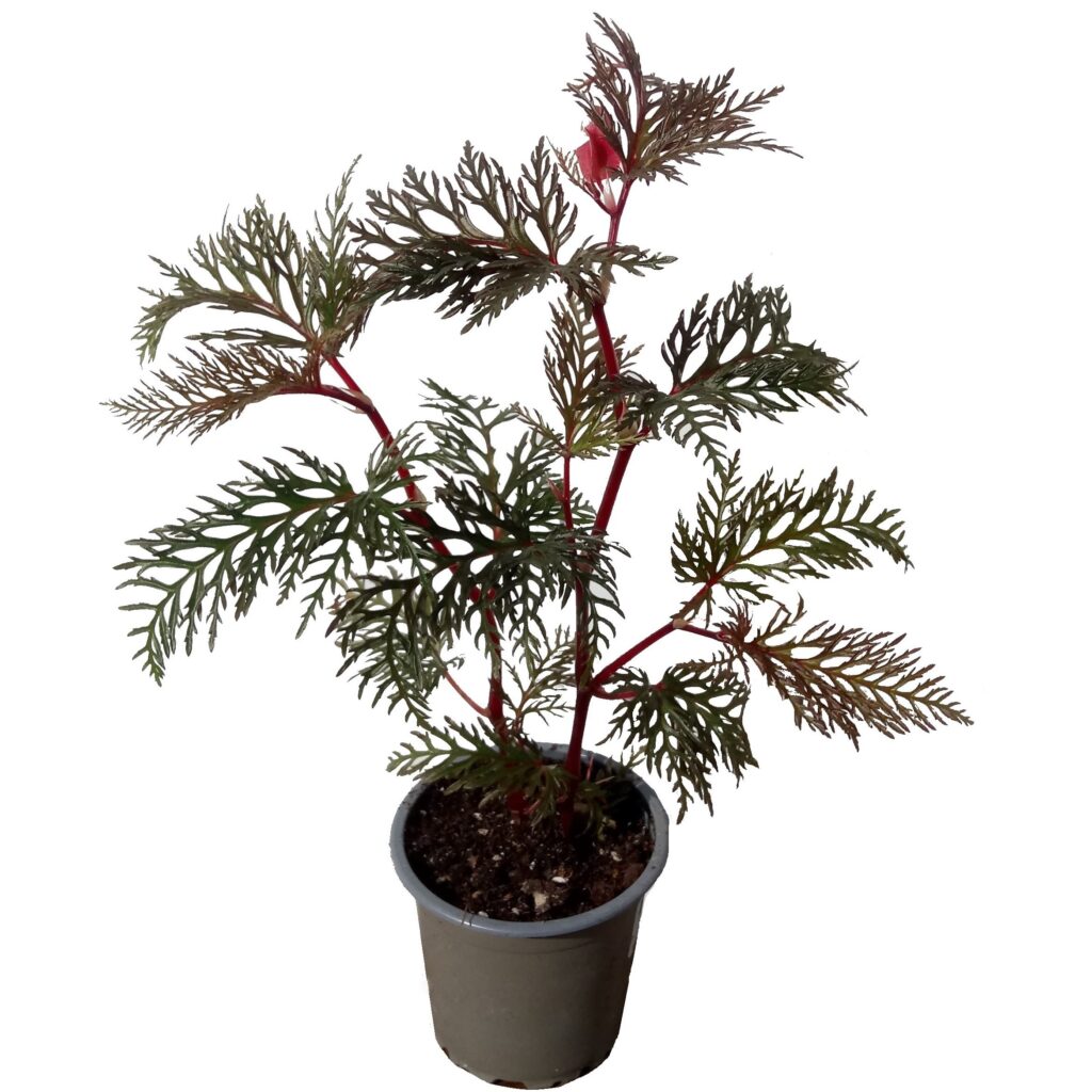 Begonia bipinnatifida – PlantaBox