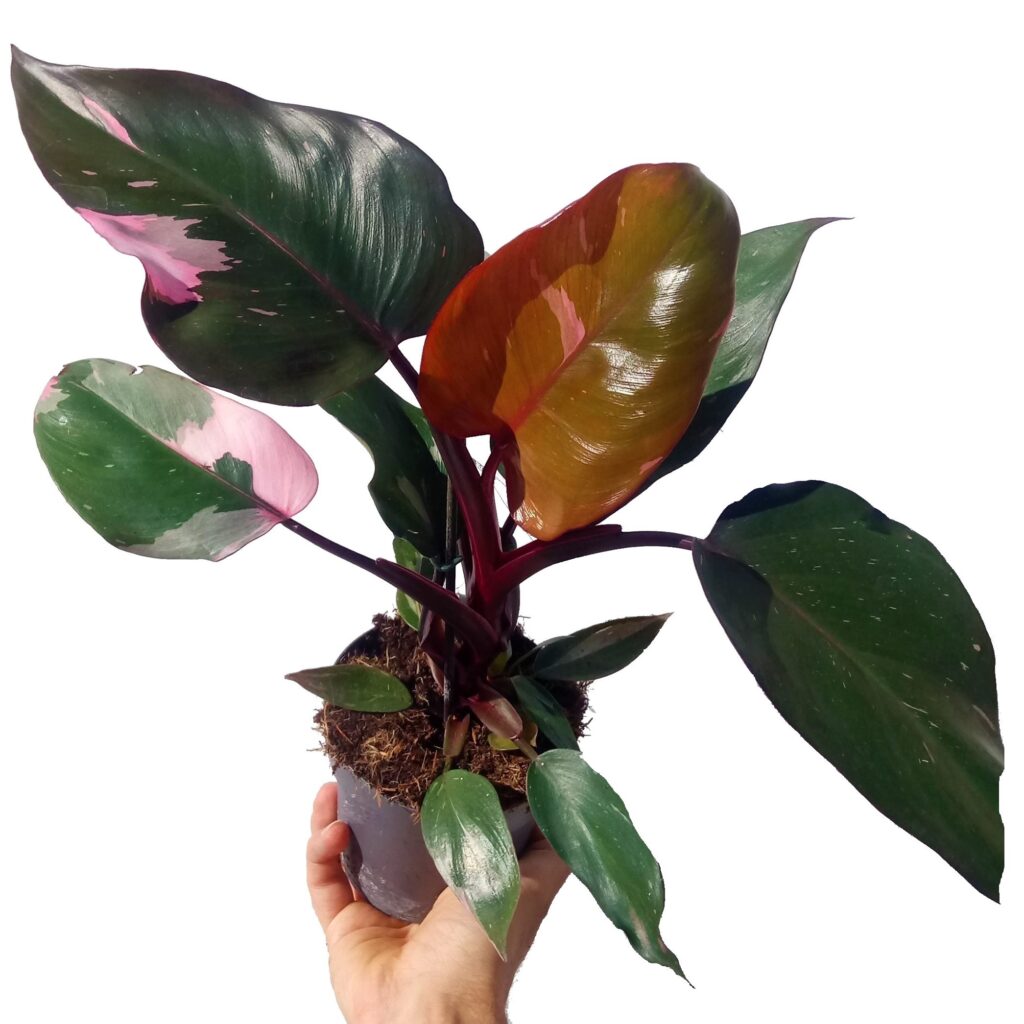 Philodendron Pink Princess – PlantaBox