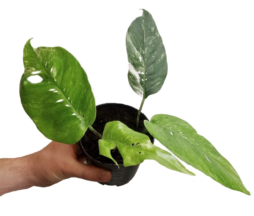 Epipremnum pinnatum 'Variegata' - PlantaBox