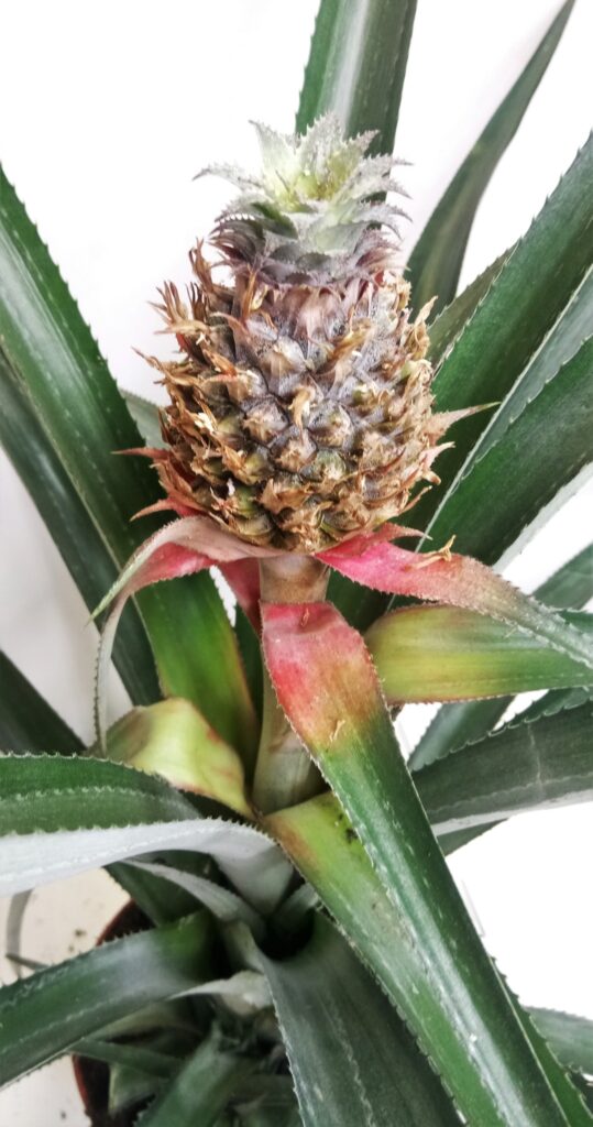 Ananas XXL avec fruit (Ananas comosus) – PlantaBox