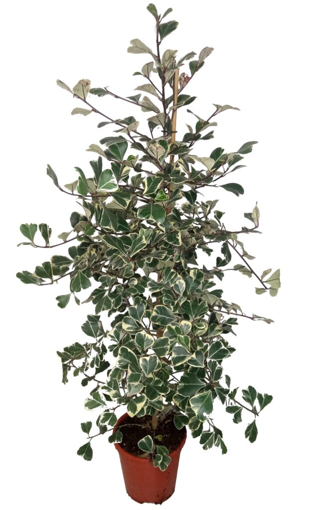 Ficus triangularis ‘Variegata’ XXL – PlantaBox