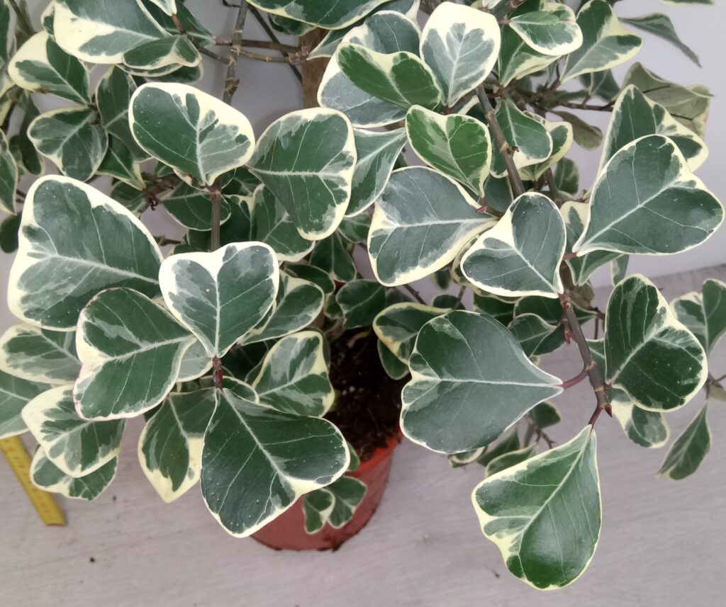 Ficus triangularis ‘Variegata’ XXL – PlantaBox