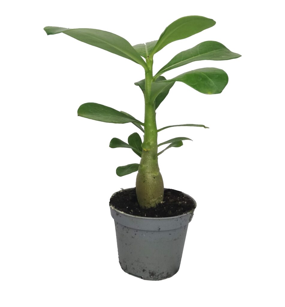 Adenium obesum – PlantaBox