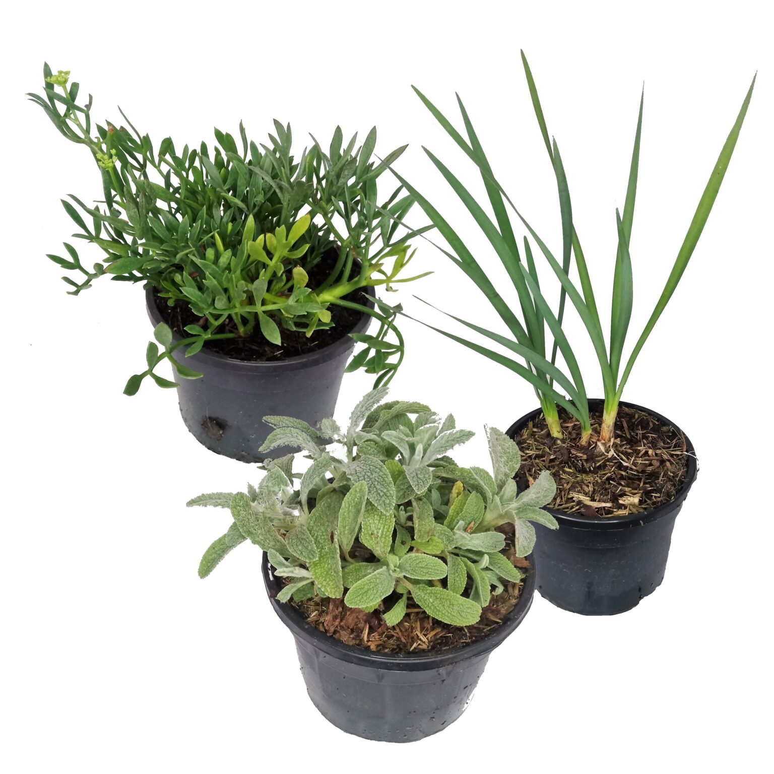Plantes aromatiques vivaces – PlantaBox