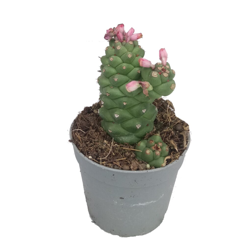 Monoadenium ritchiei – PlantaBox