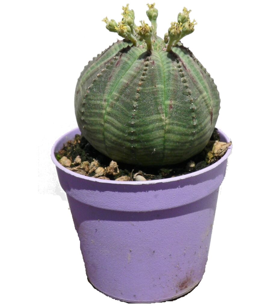 Euphorbia obesa – PlantaBox