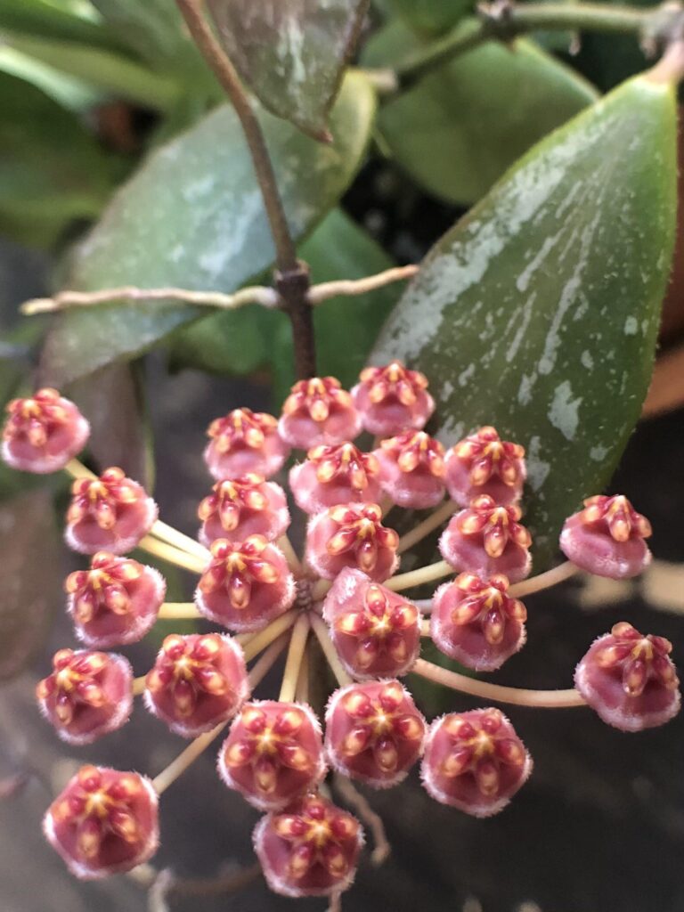 Hoya gracilis – PlantaBox