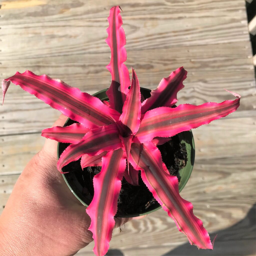 Cryptanthus ‘Rubin Star’ – PlantaBox