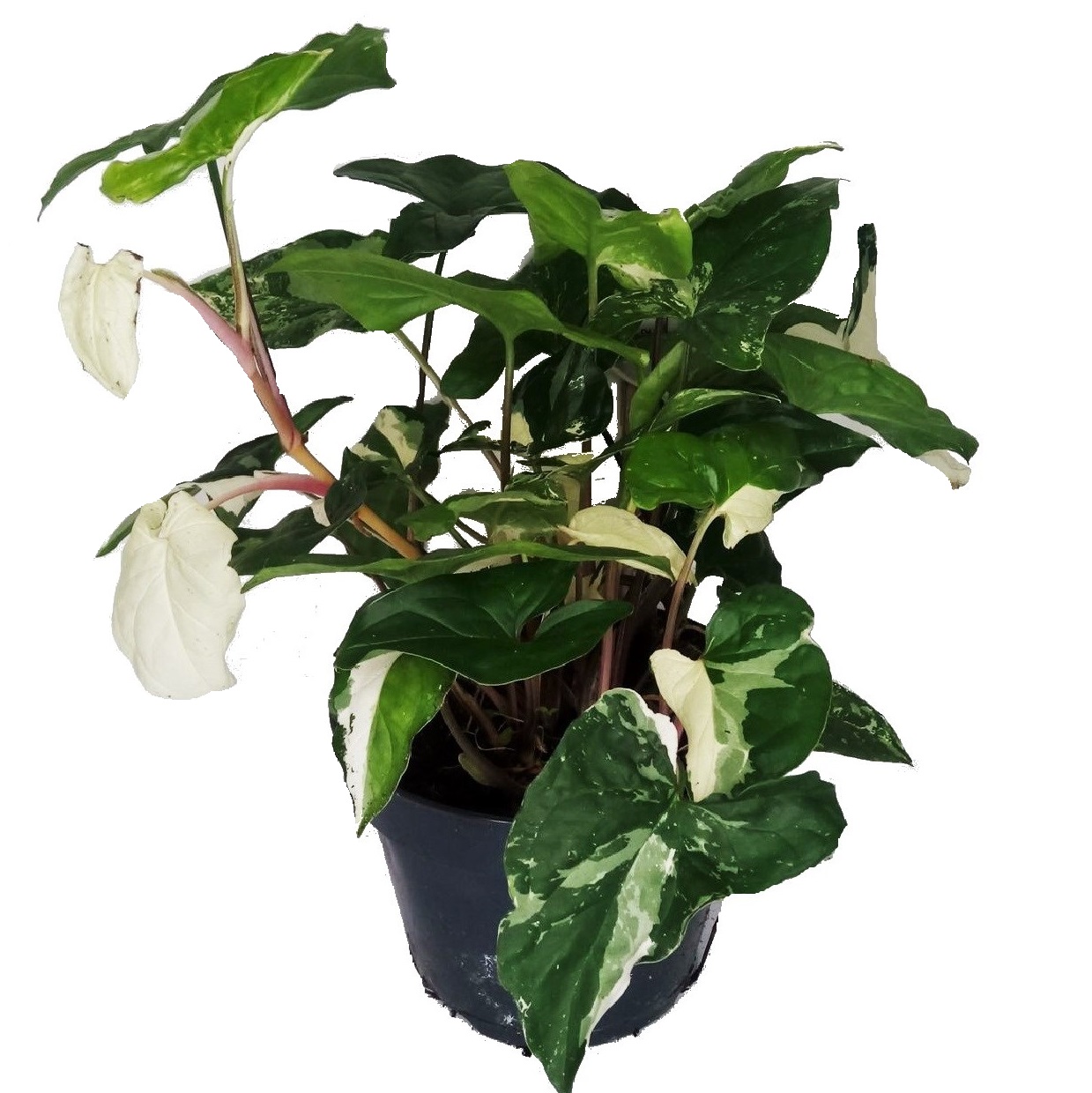 Syngonium albo variegata - PlantaBox
