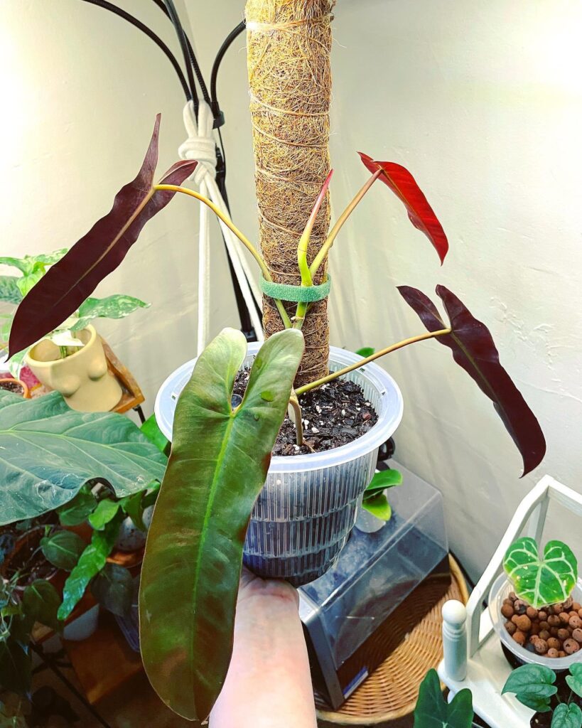 Philodendron atabapoense XXL – PlantaBox