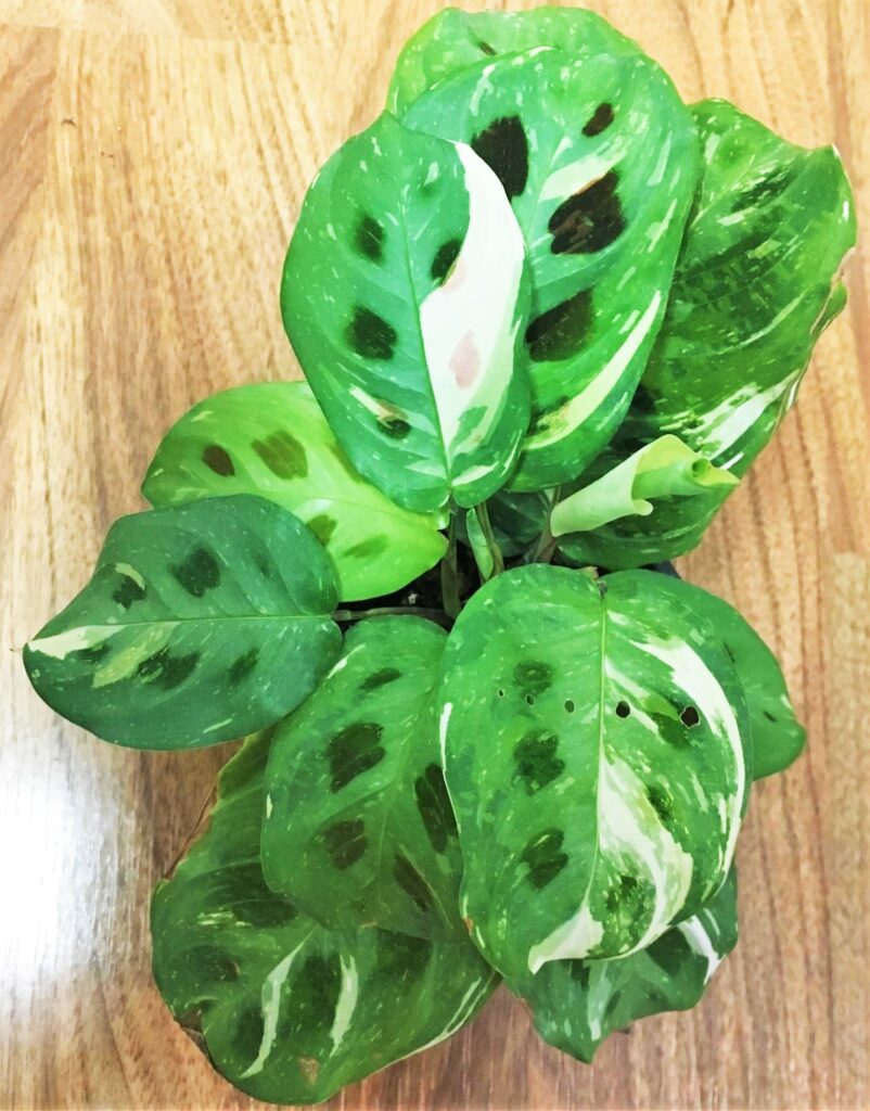 Maranta leuconeura ‘Kerchoveana Variegata’ – PlantaBox