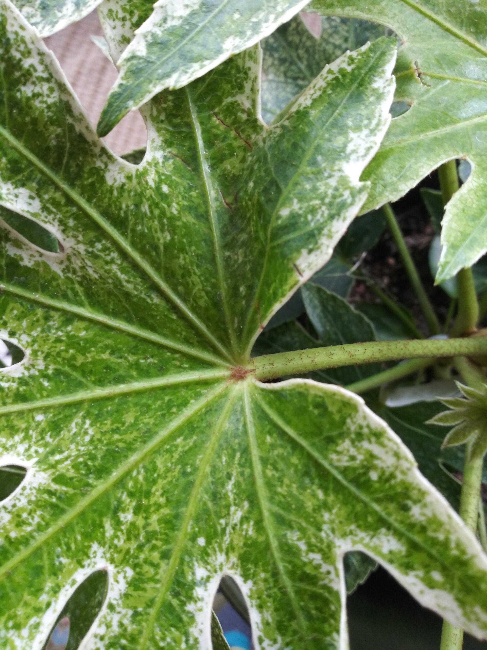 PlantaBox - La beauté du végétal