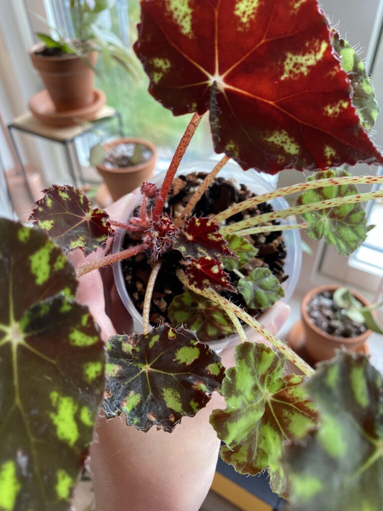 Begonia bowerae Tiger – PlantaBox