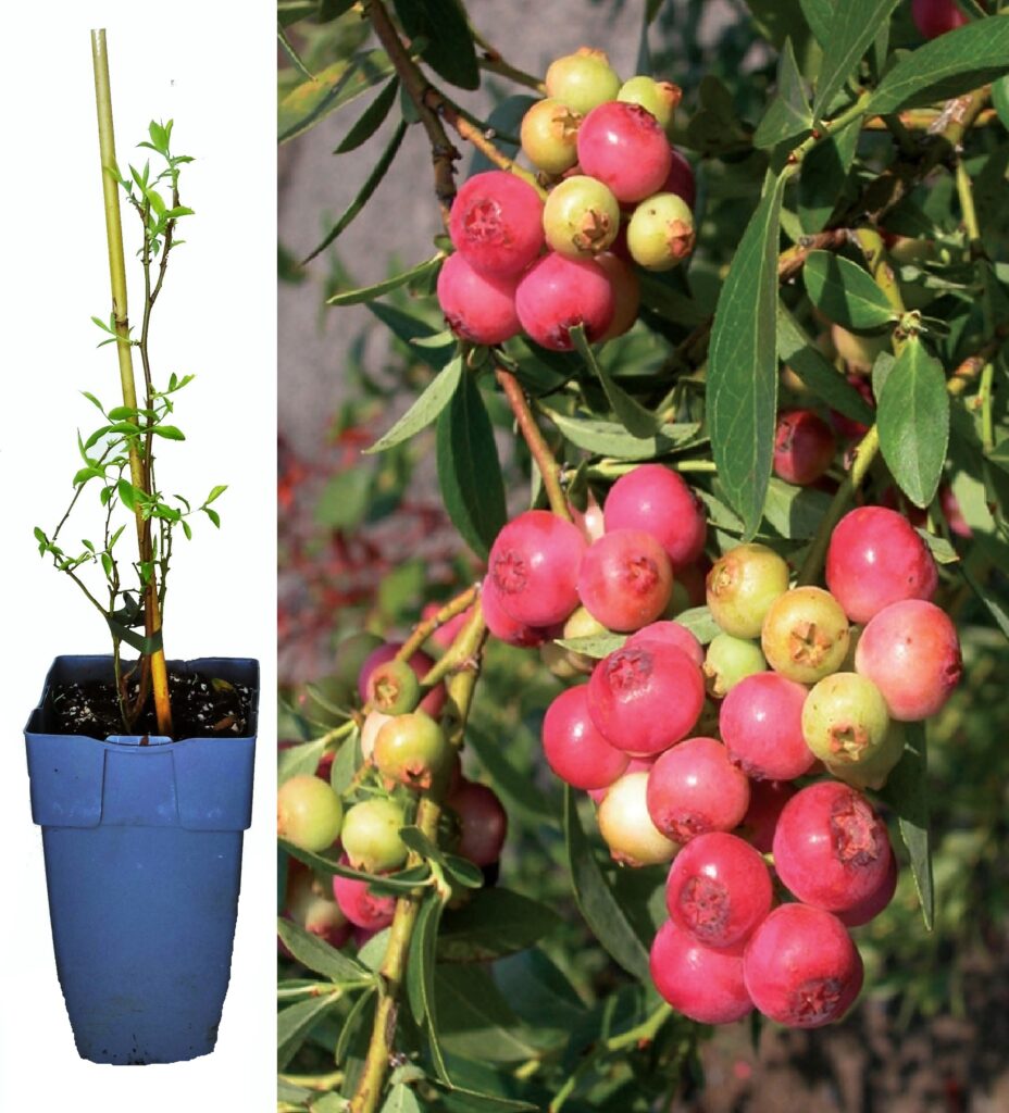 Plantes à baies alimentaires originales – PlantaBox