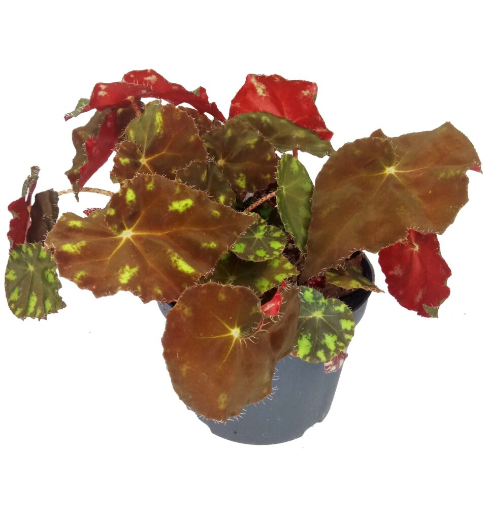 Begonia bowerae Tiger – PlantaBox