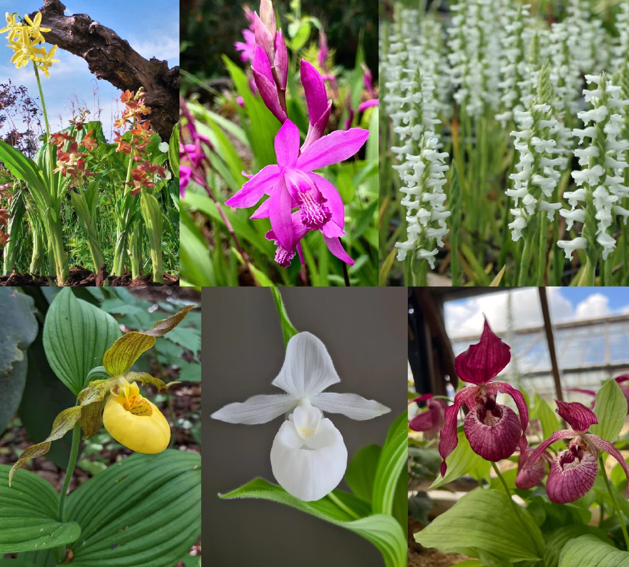 Orchidées rustiques de jardin – PlantaBox