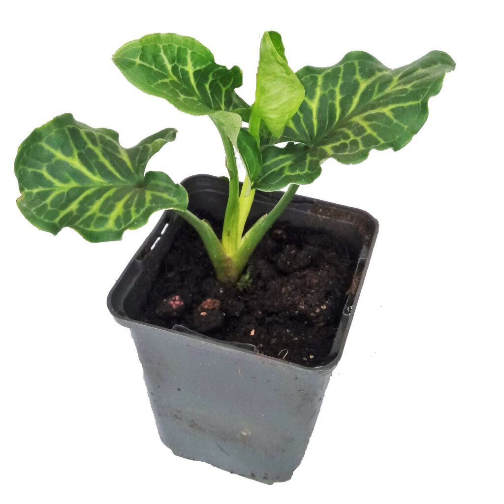 Arum italicum – PlantaBox