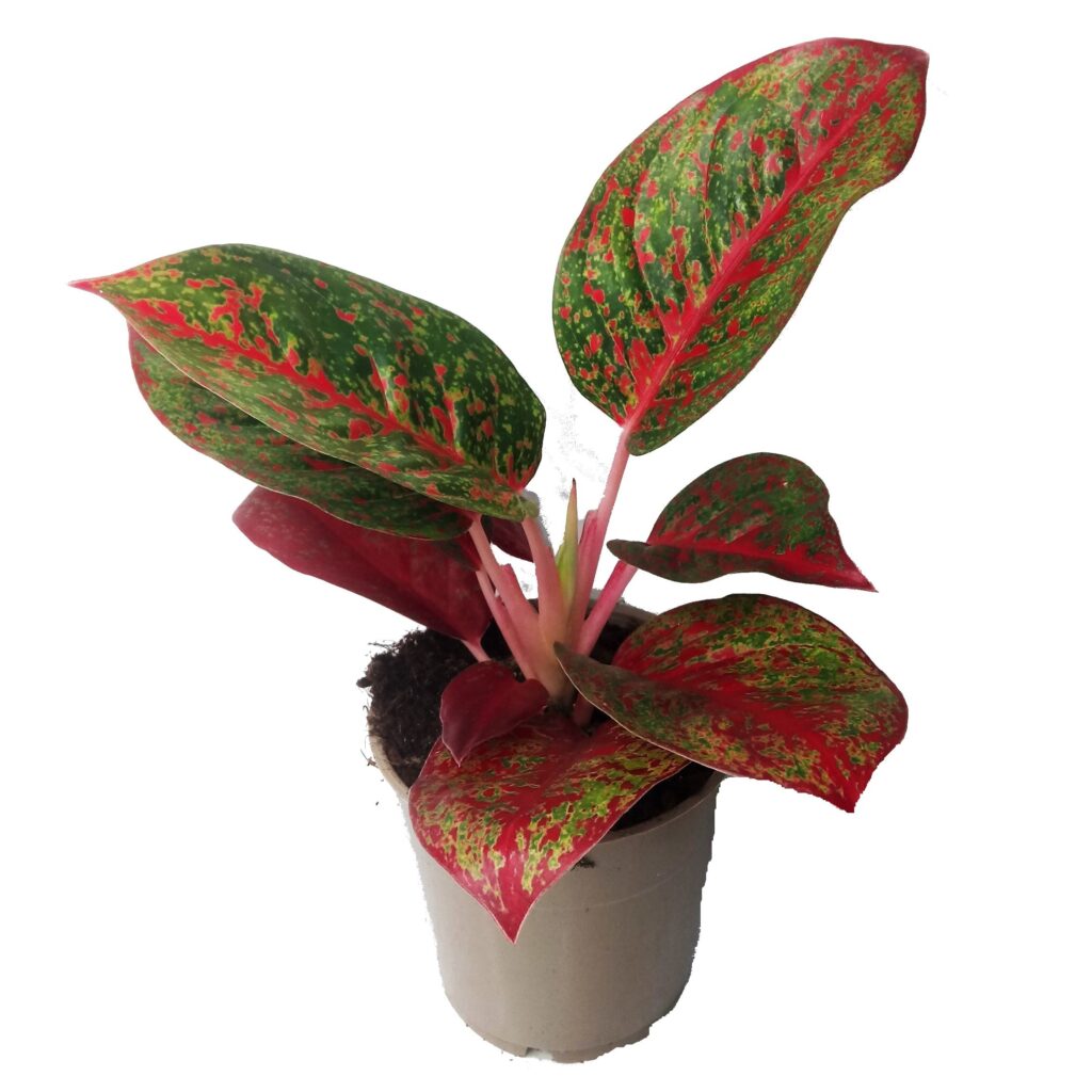 Aglaonema Dark Pink Star – PlantaBox