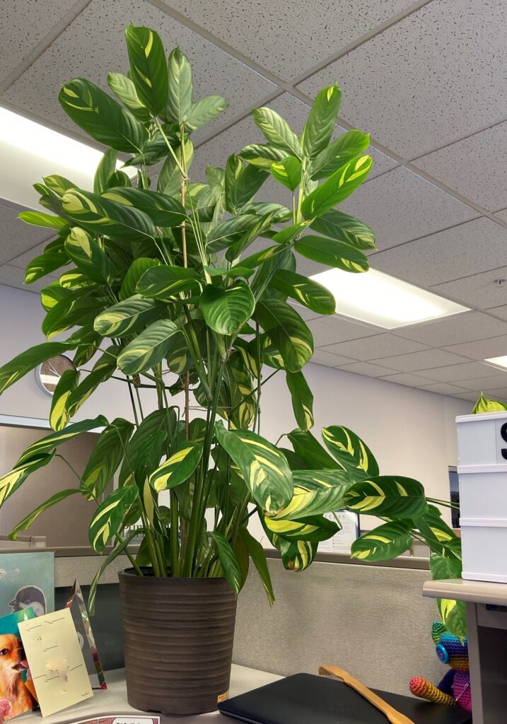 Ctenanthe lubbersiana Golden Mosaic – PlantaBox