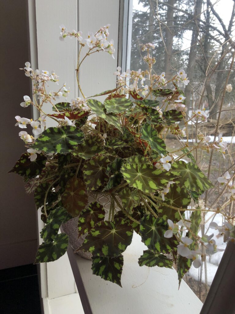 Begonia bowerae Tiger – PlantaBox