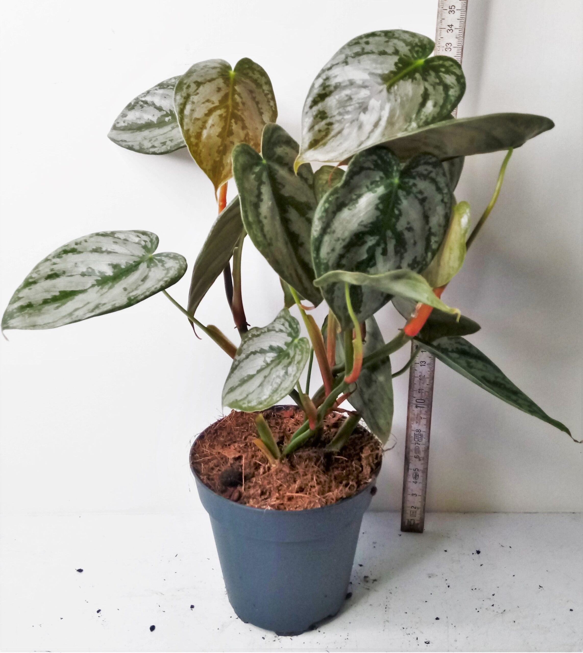 Philodendron brandtianum - PlantaBox