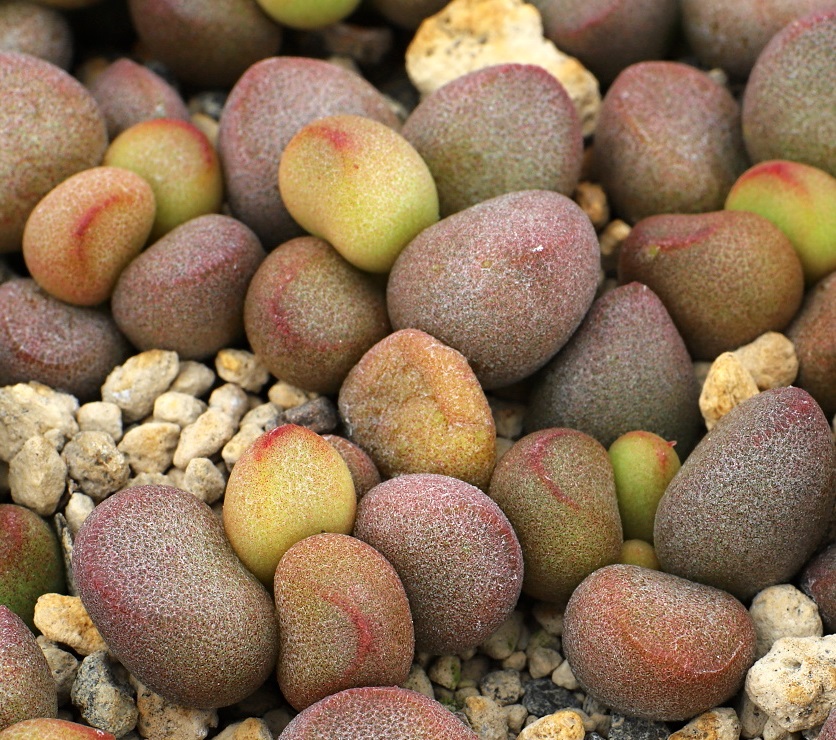 Adromischus Little Spheroid – PlantaBox