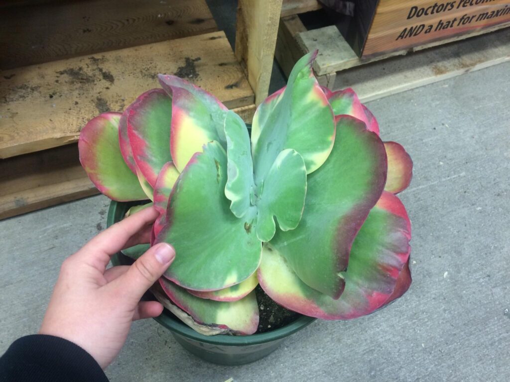 Kalanchoe thyrsiflora variegata – PlantaBox