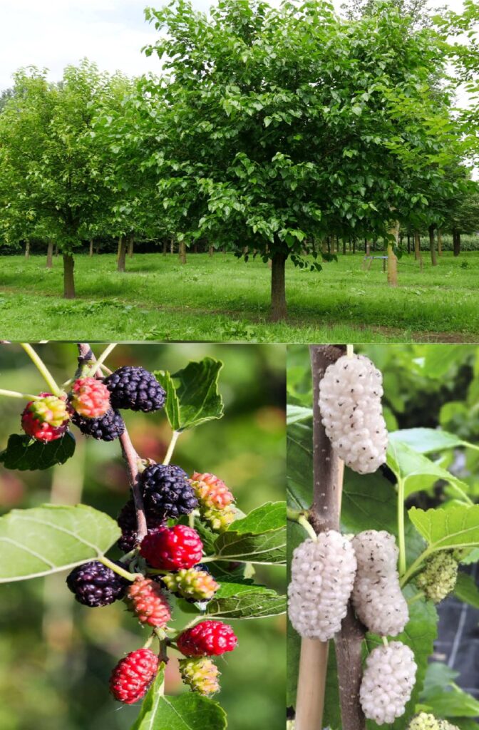 Mûrier (Morus) – PlantaBox