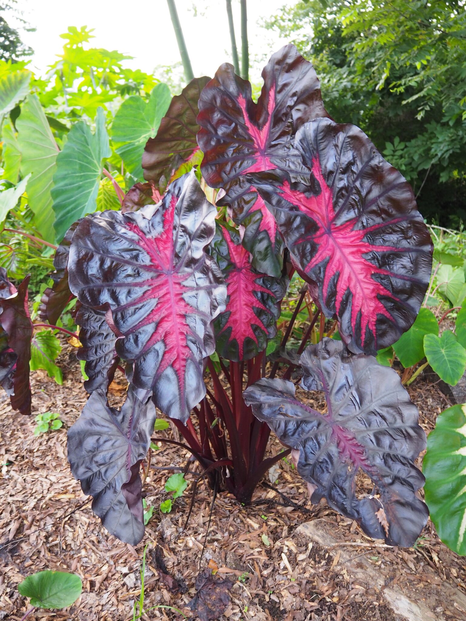 Colocasia redemption – PlantaBox