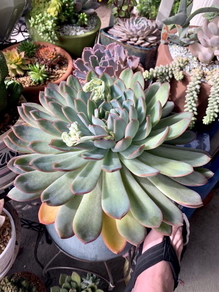 Echeveria apus – PlantaBox