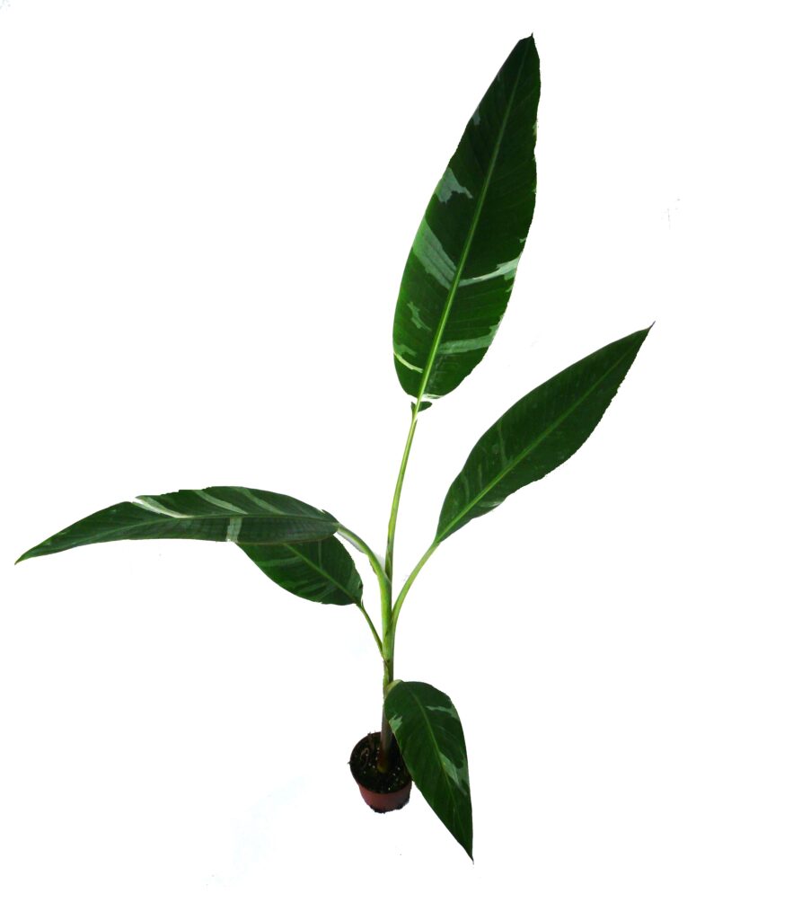Musa Florida variegata XXL – PlantaBox