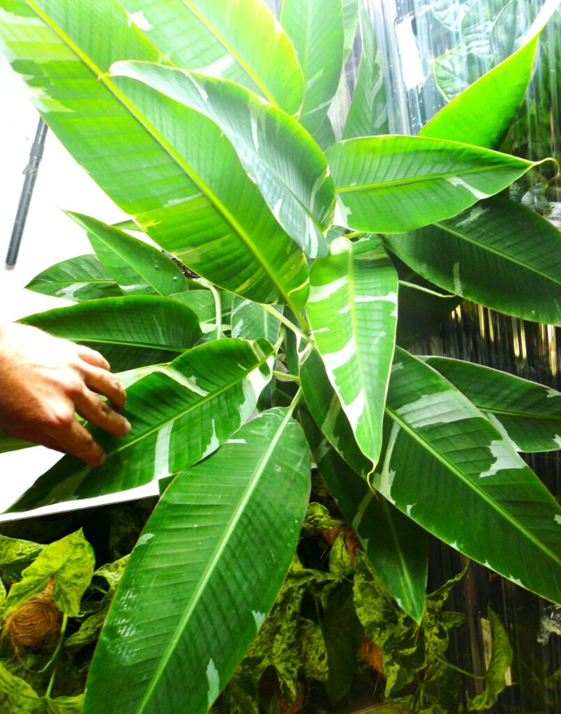 Musa Florida variegata XXL – PlantaBox