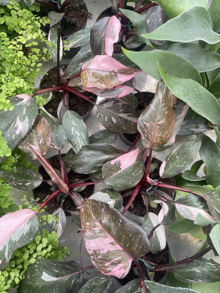 Philodendron Pink Princess Marble – PlantaBox