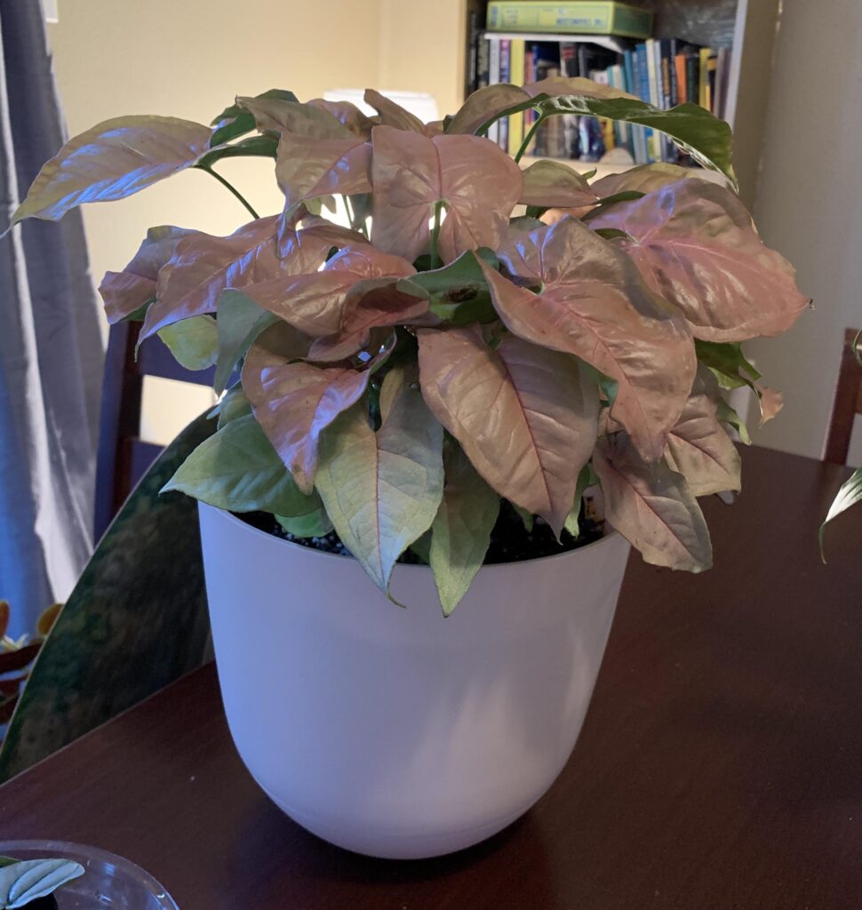 Syngonium Pink Marble – PlantaBox
